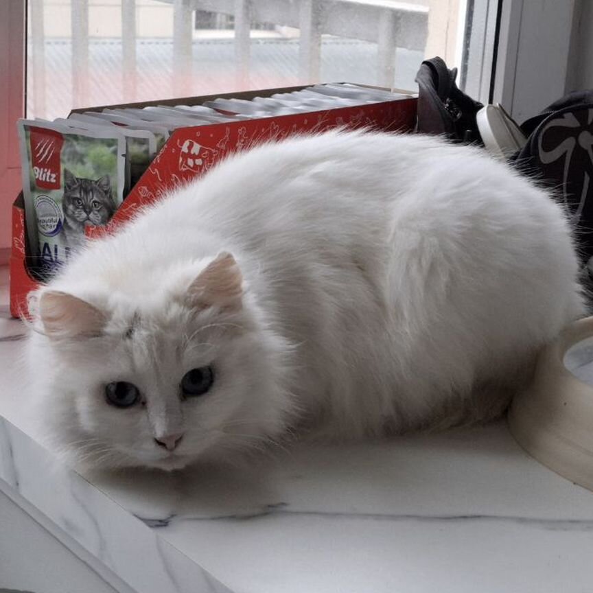 Кошечка Эльза в добрые руки
