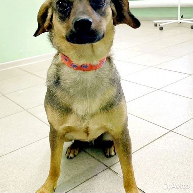 Собачке негде жить