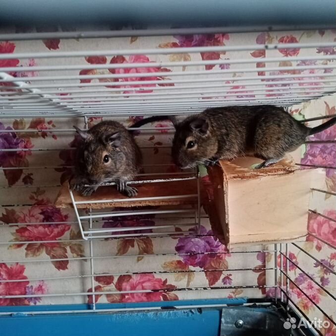 Белки дегу отдам бесплатно