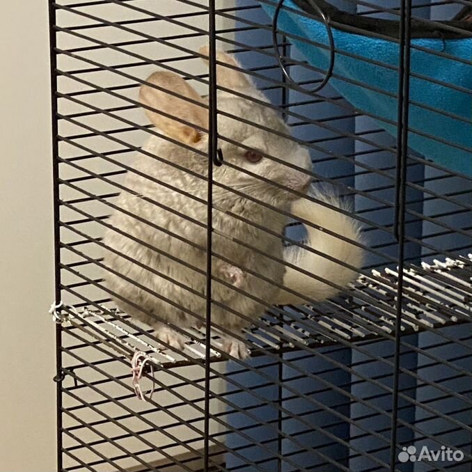 Шиншилла мальчик