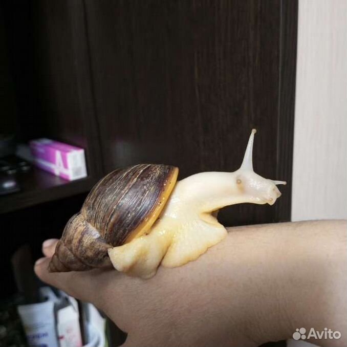 Улитка ахитин