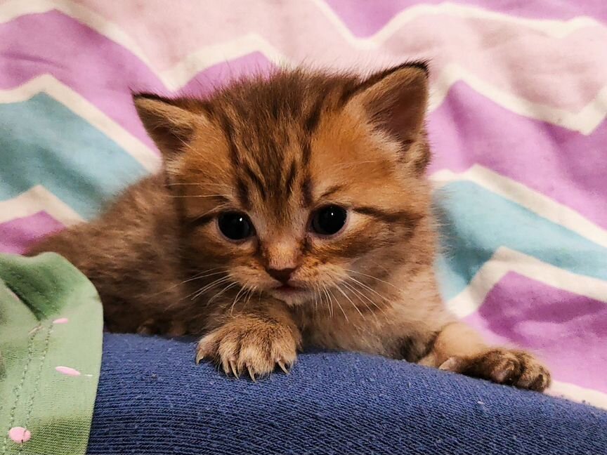 Шотландские котята