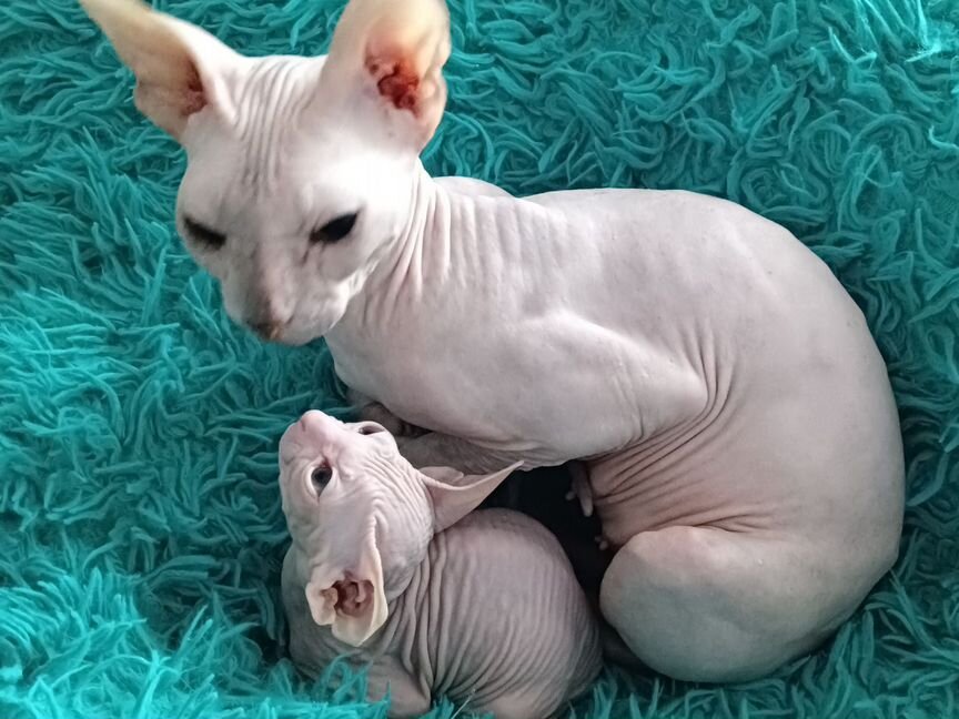 Донской сфинкс котенок