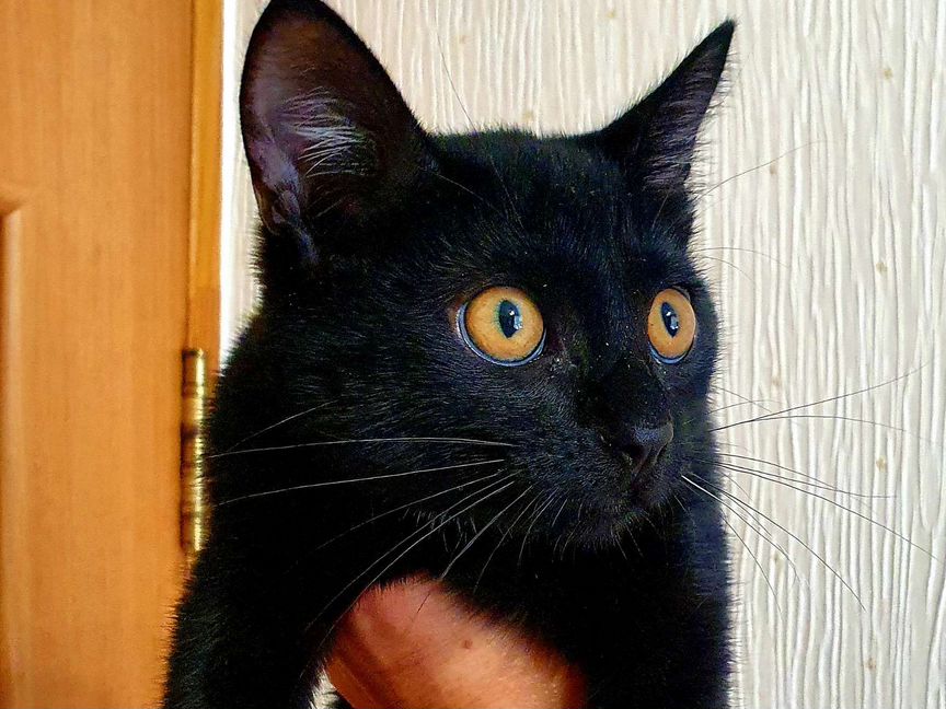 Котёнок-мальчик с апельсиновыми глазами