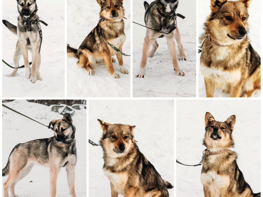 Собачки Лисичка и Гердочка ищут хозяев