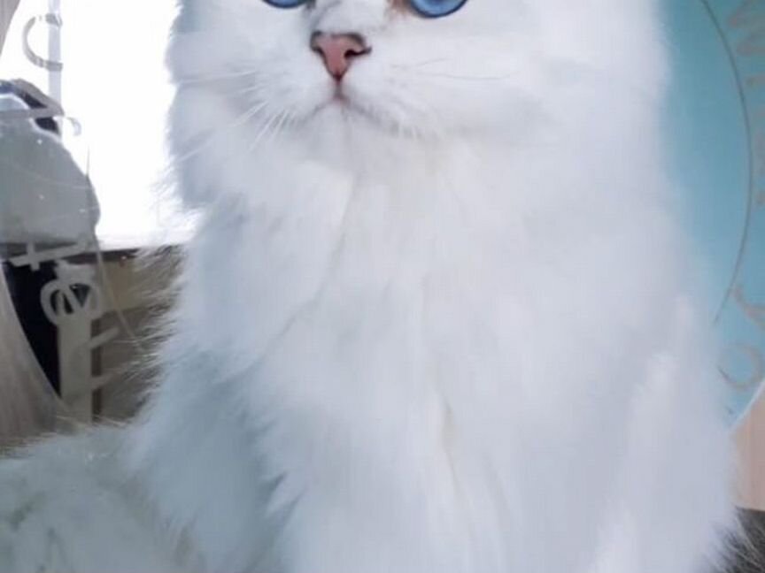 Британская шиншилла