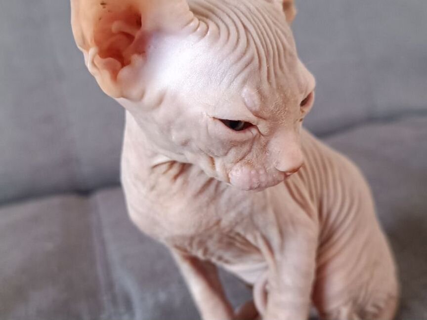 Донской сфинкс браш котята