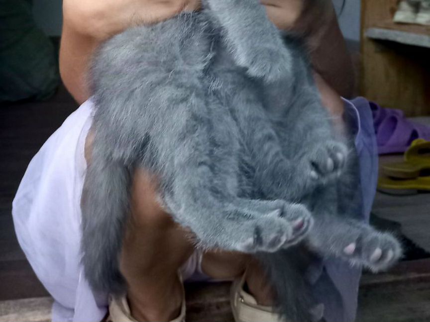 Котики бесплатно