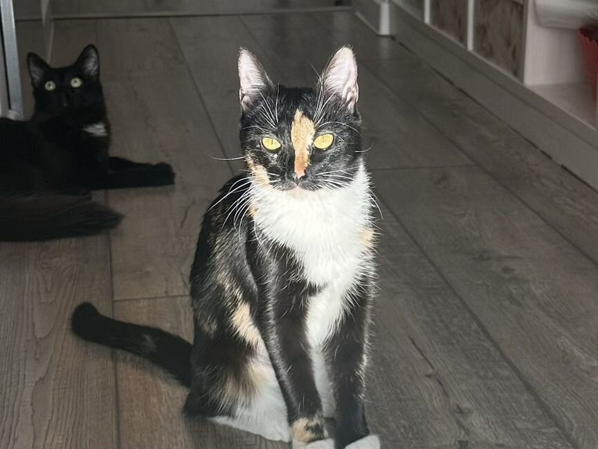 Зефирка 7 месяцев ищет любящуюю семью