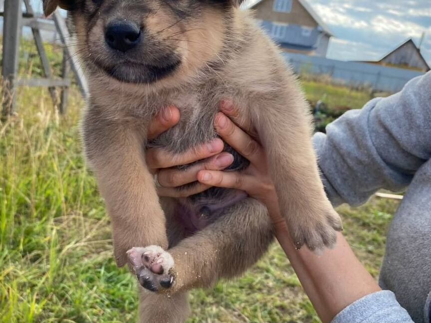Щенки сторожевой собаки