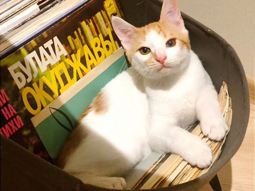 Милый котик ищет дом