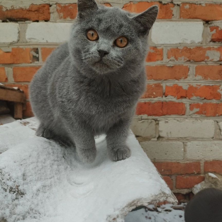Котята в добрые руки бесплатно