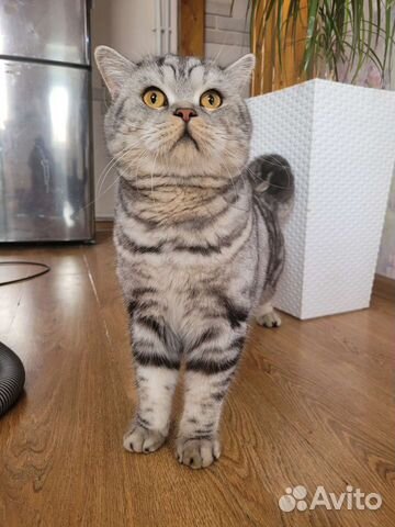 Британская