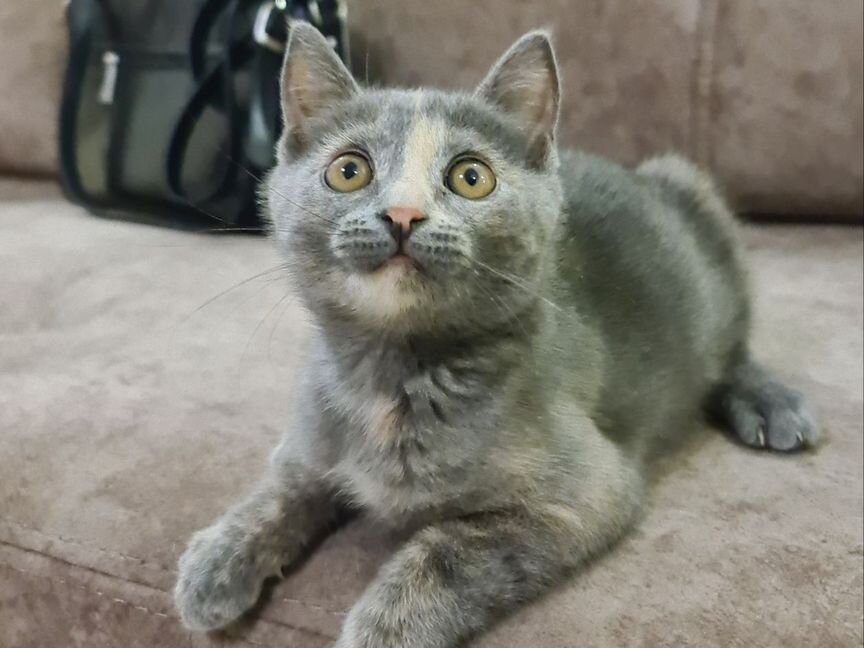 Юная Кроха в добрые руки. Стерилизация в дар