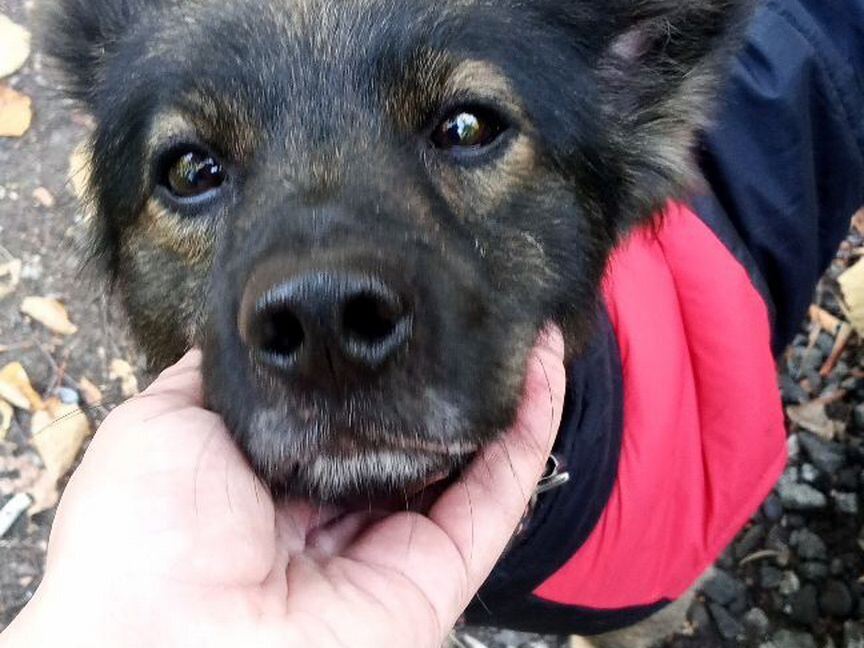 Собака в добрые руки