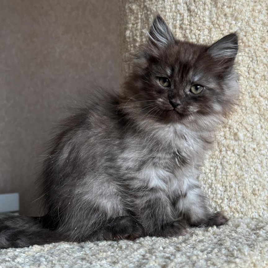 Породистые котята