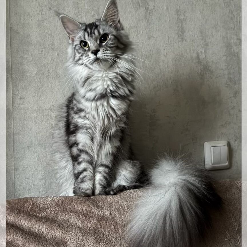 Кошки мейн-кун