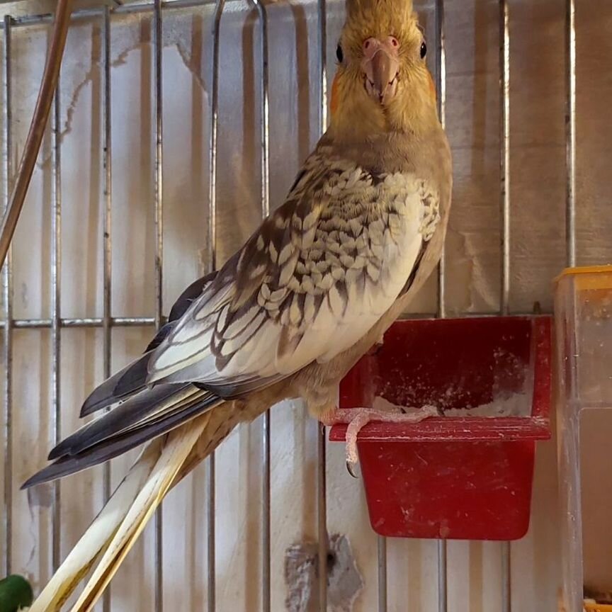 Попугай корелла с клеткой