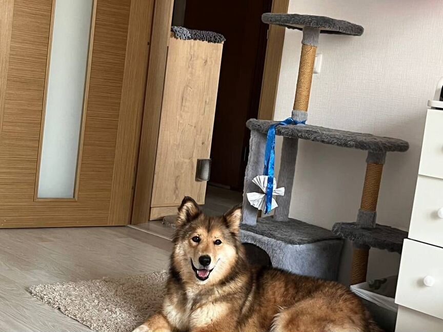 Якутская Собака в добрые руки отдам бесплатно