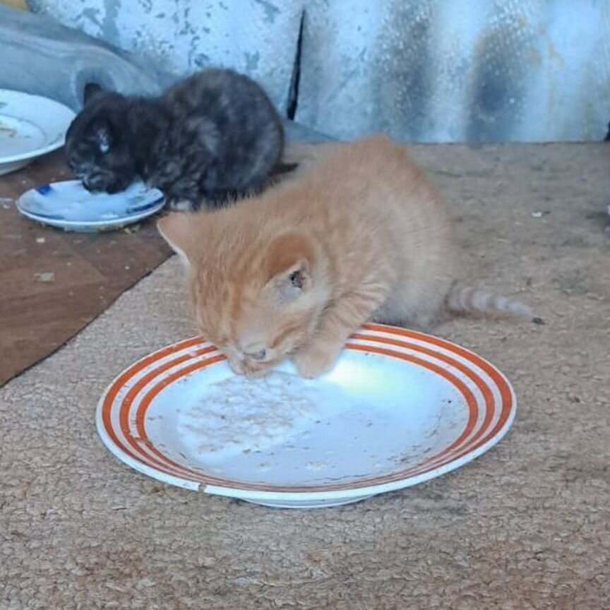 Котята в добрые руки