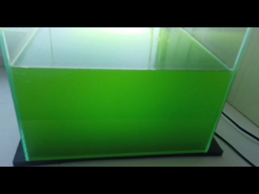 Фитопланктон тетраселмис