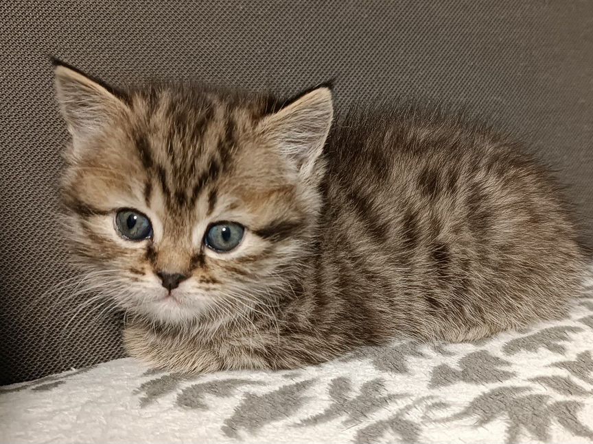 Домашние животные, котята, бесплатно