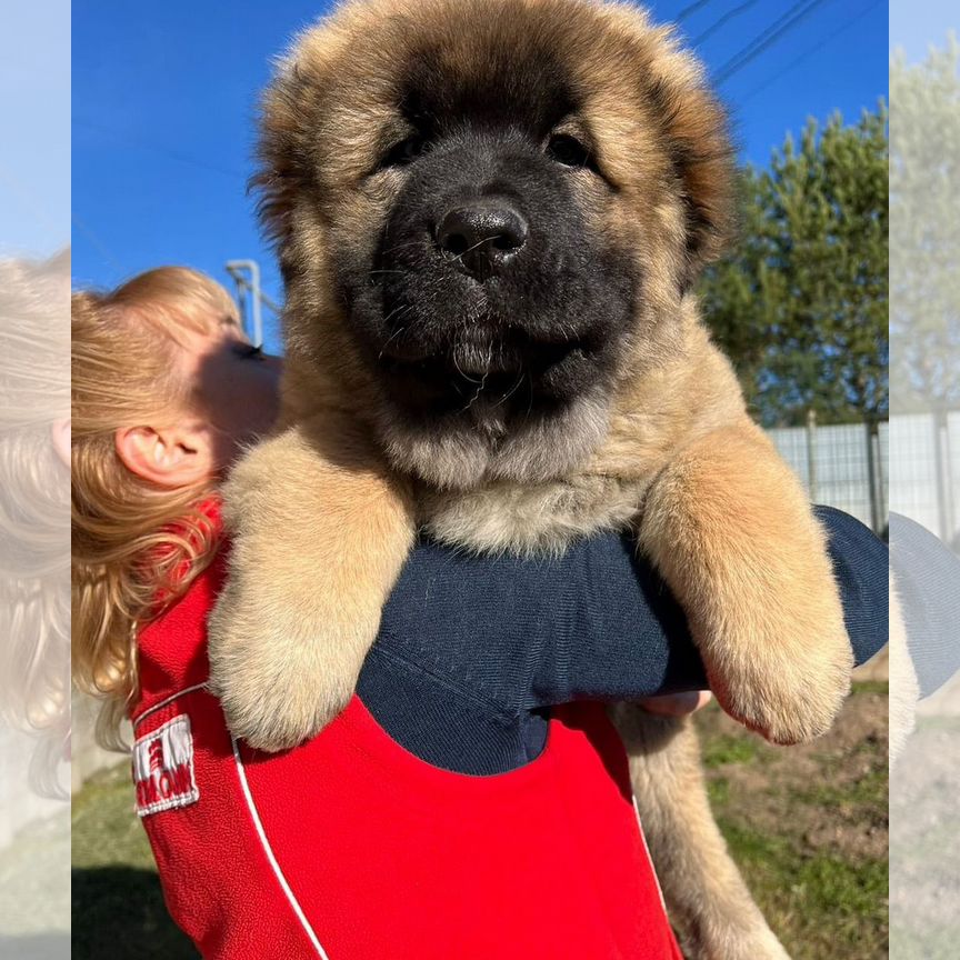 Щенки кавказской овчарки