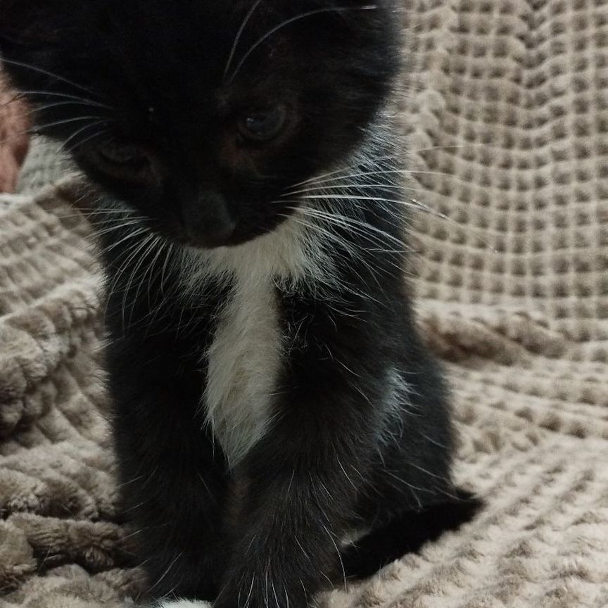 Котята в добрые руки бесплатно мальчик