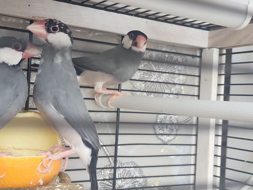 Рисовые амадины пара