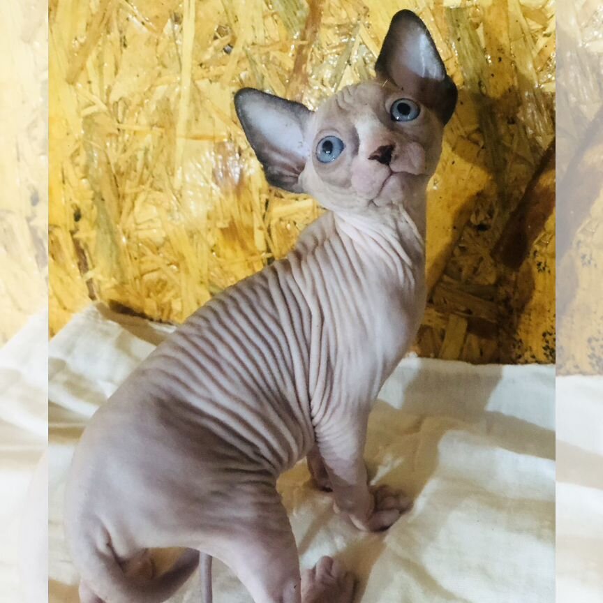 Канадский сфинкс котёнок