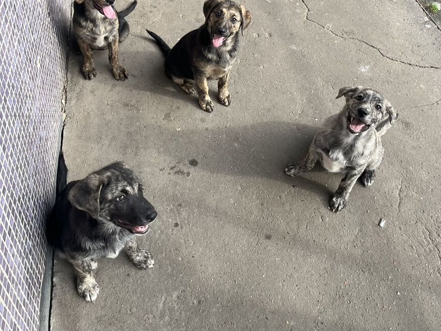 Щенки немецкой овчарки и ретривер(лабрадор)