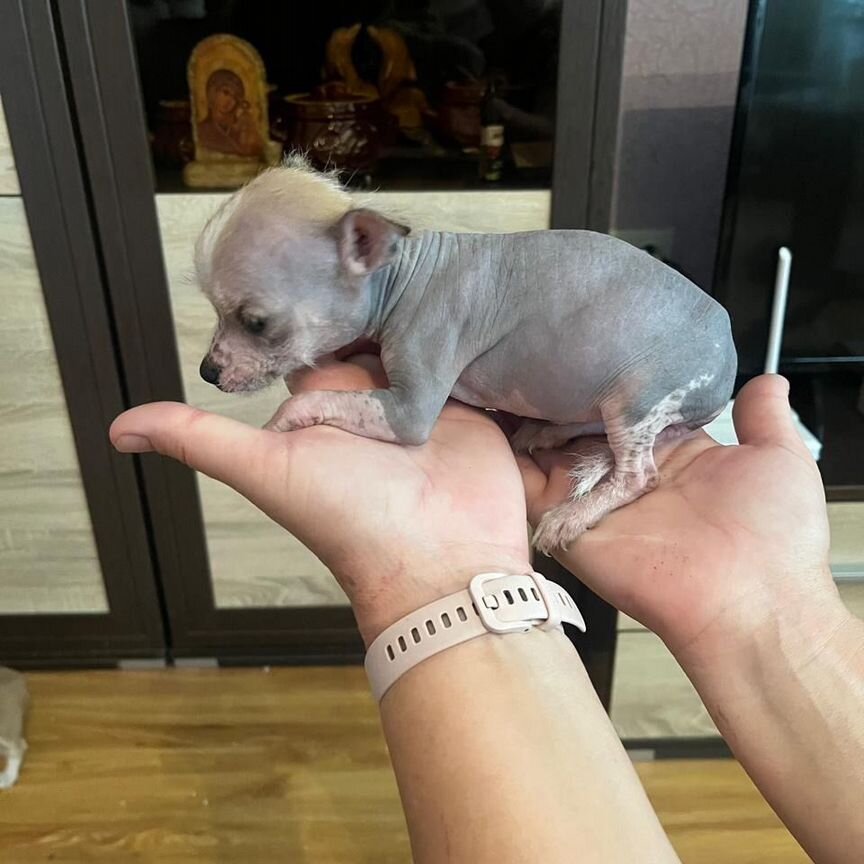 Китайская хохлатая