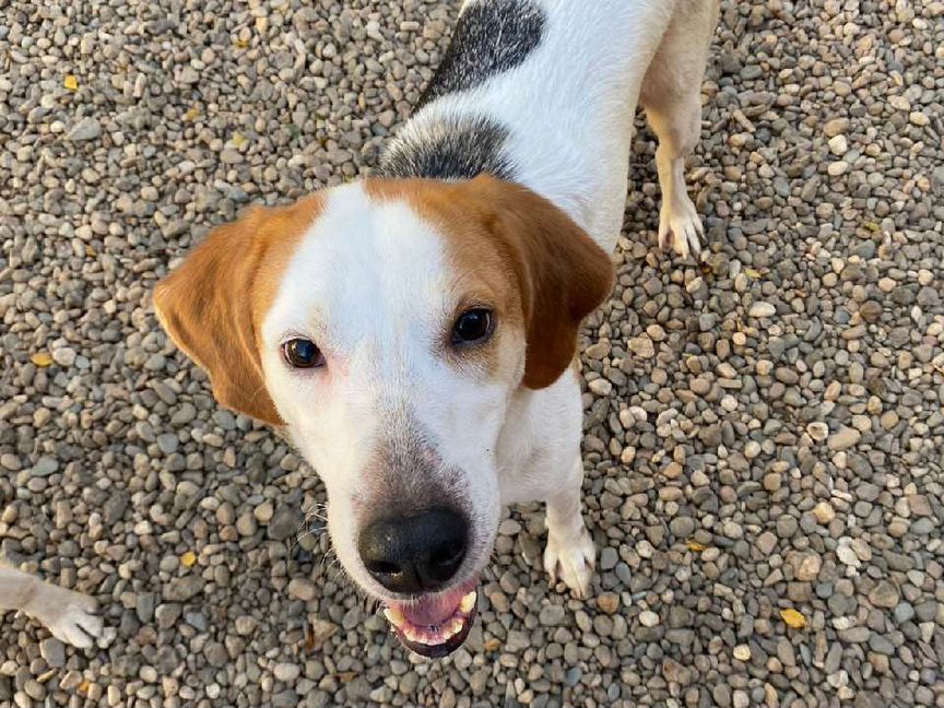 Спокойной небольшой собачке нужны хозяева