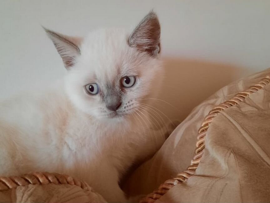 Котенок британский