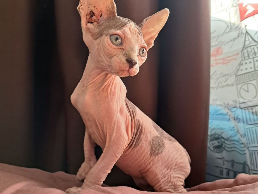 Канадский сфинкс котенок
