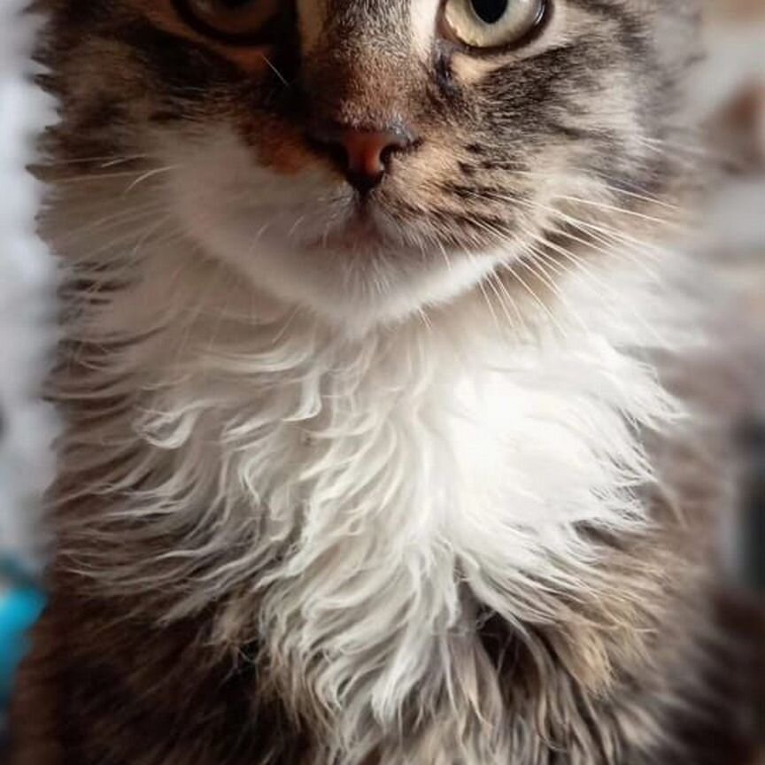 Чудесный пушистый кот