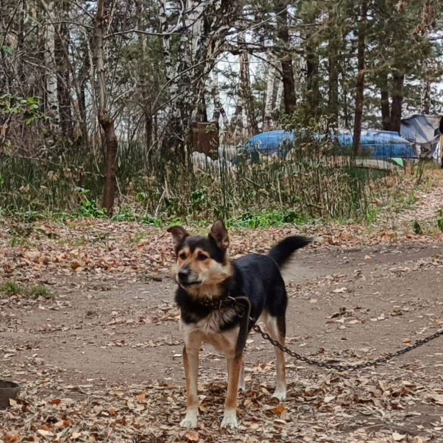 Собака в добрые руки