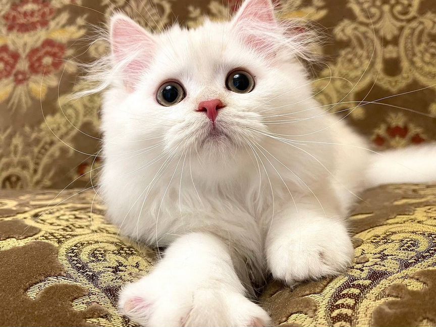 Длинношерстный Шикарный котик 3 мес