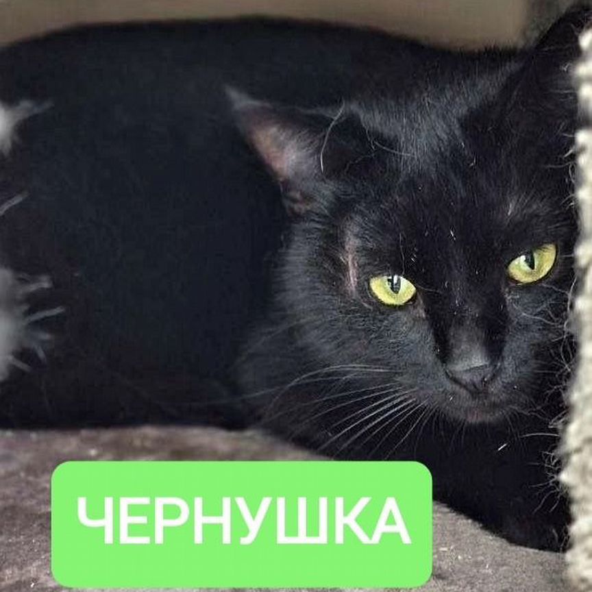 Взрослая, кошка в добрые руки