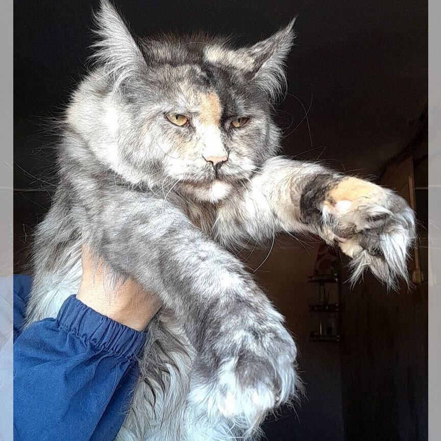 Мейн-кун котёнок