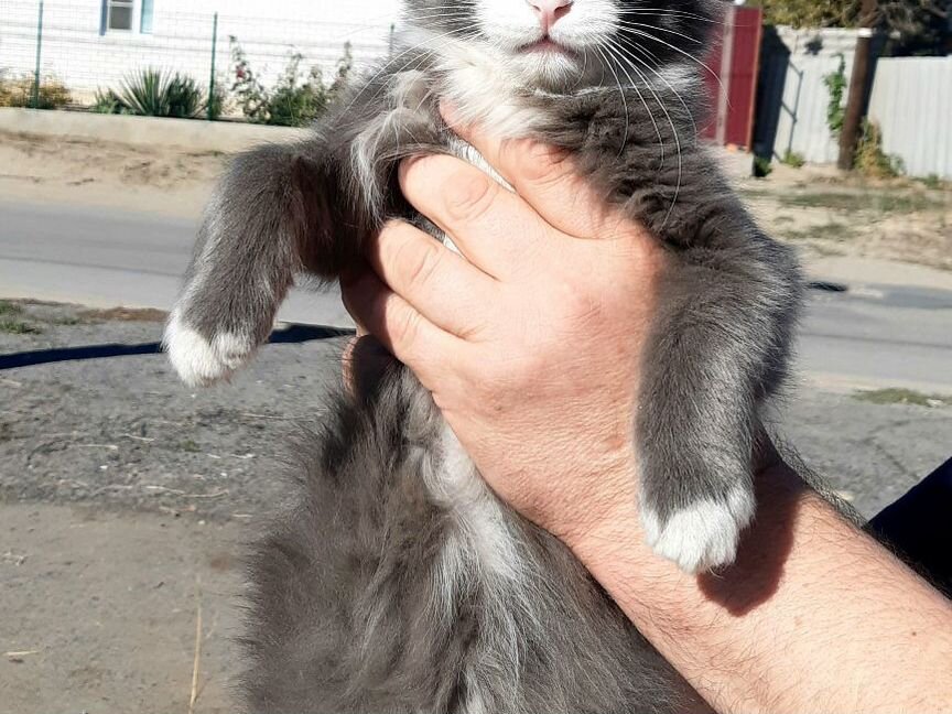 Удивительный Мурлыка в самые добрые руки