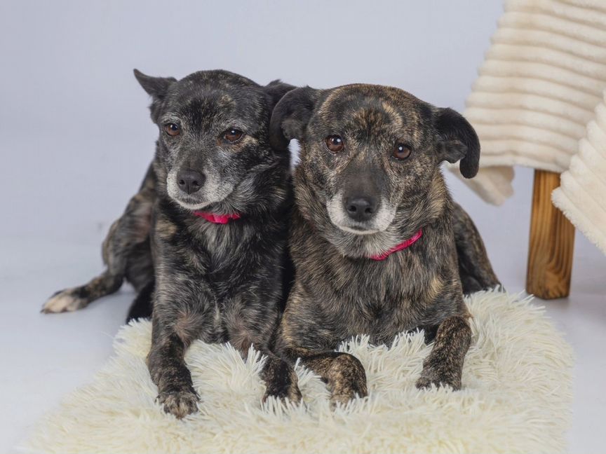 Маленькие собачки в квартиру