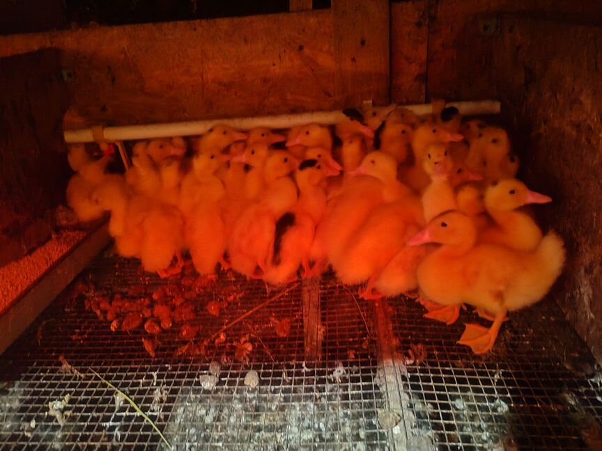 Утята мулард 8 суток