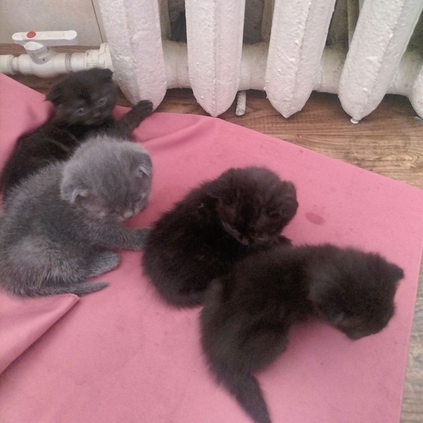 Шотландский вислоухий длинношёрстный котёнок