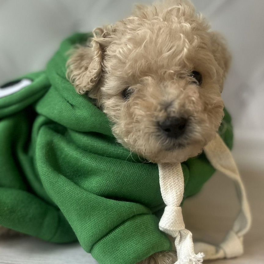 Той-пудель, щенок