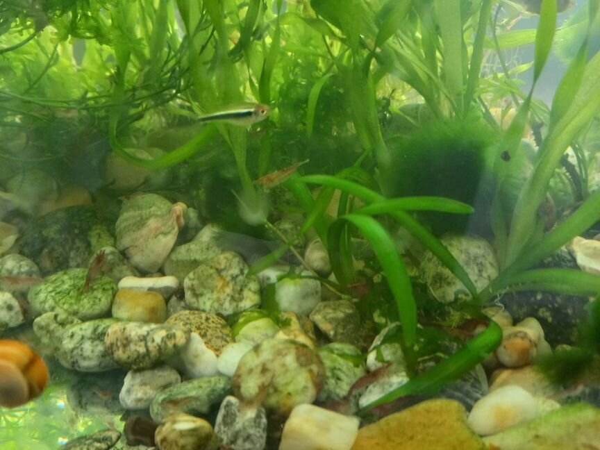 Креветки вуалиснерия