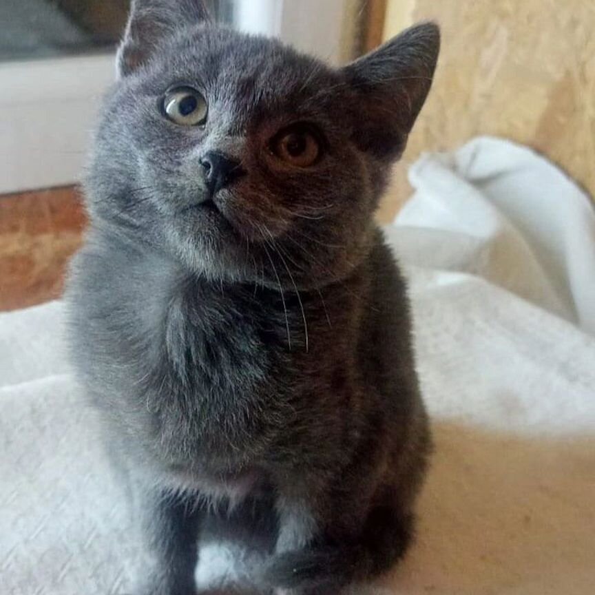 Котята разных окрасов в заботливые руки