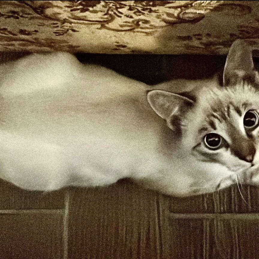 Тайский котенок, мальчик, 6 месяцев
