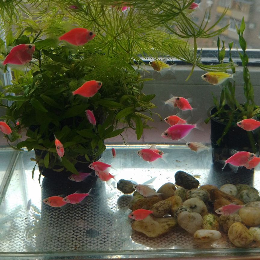 Рыбки тернеции