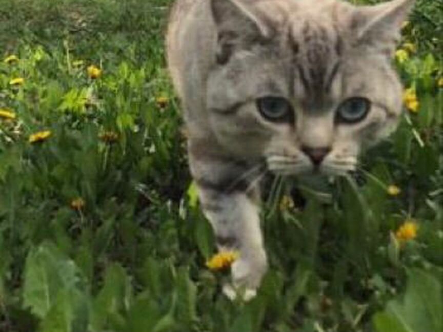 Кот шотландец на вязку